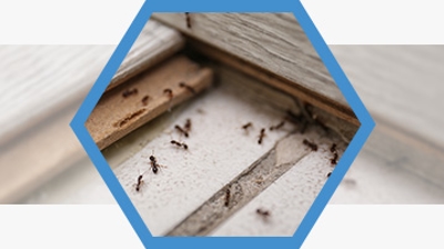 Roseville Pest Control | Neighborly Pest Management