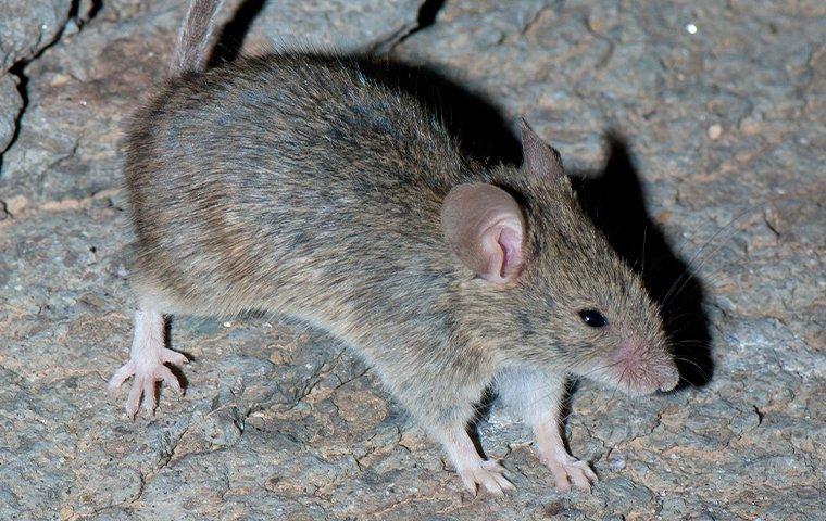 Blog - How Do Roseville Homeowners Get Rid Of Mice For Good?