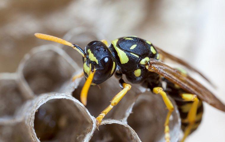 Blog - Roseville Homeowner's Exclusive Guide To Paper Wasps