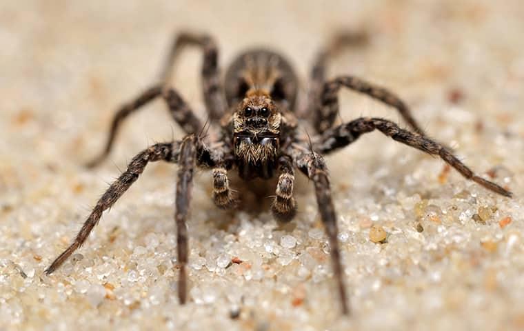 Blog - The Complete Guide To Effective Spider Control For Elk Grove ...