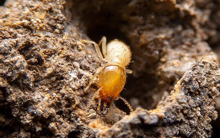 Blog - How To Identify And Control Termites In Sacramento