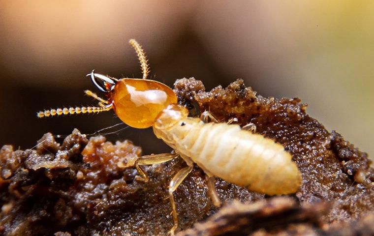 What Roseville Homeowners Need To Know About Termite Control