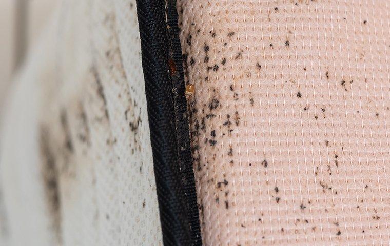 Blog - Are These Bed Bugs In My Sacramento, CA Home?