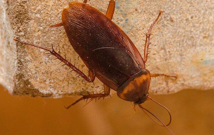 Blog - Sacramento’s Ultimate Guide To Cockroach Control