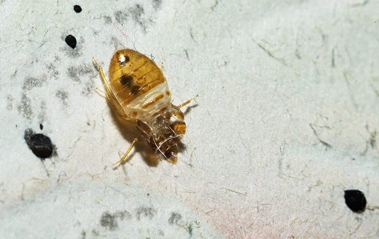 Bed Bug Control In Roseville Homes: Essential Steps For Elimination