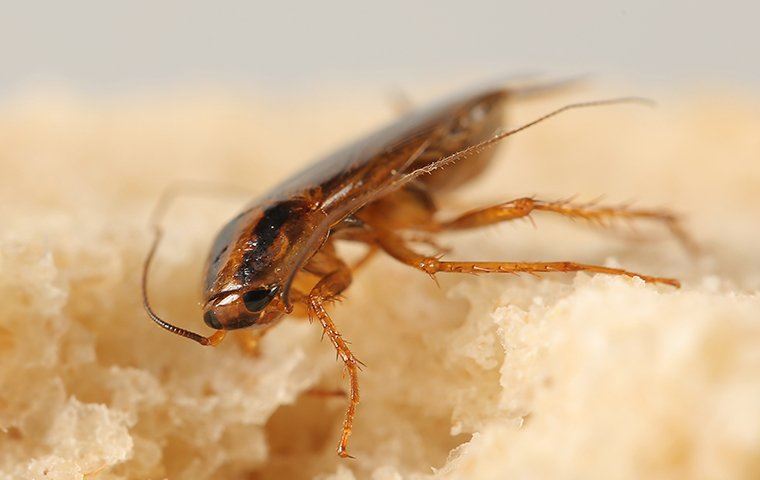 Blog - Sacramento's Ultimate Cockroach Prevention Guide