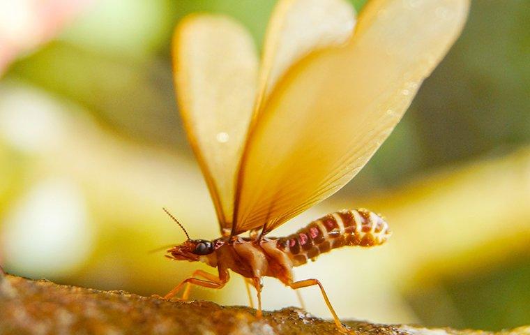 Blog - Sacramento Property Owners' Complete Guide To Termite Swarmers