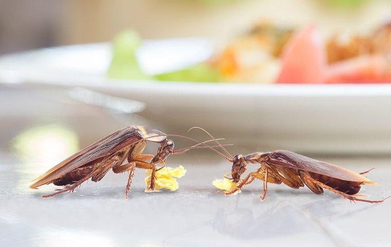 Blog - How To Spot Early Signs Of Roaches In Your Roseville Home