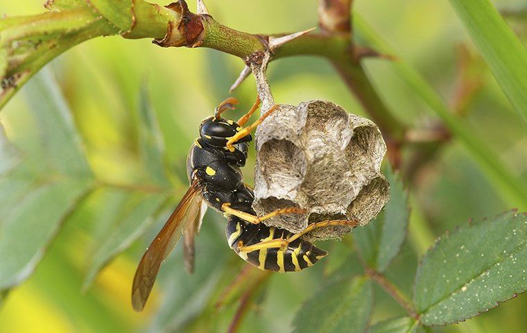 Pest Library | Insects & Rodents Of Greater Roseville, CA
